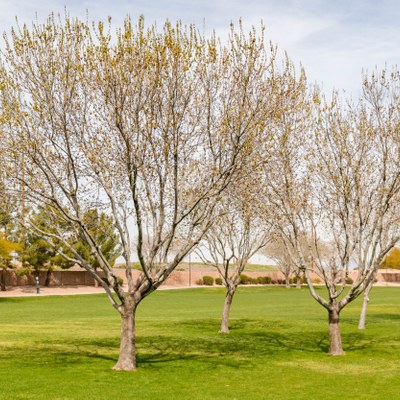 Gilbert Ranch, Gilbert AZ - Neighborhood Guide | Trulia