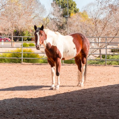 Silverstone Ranch, Gilbert AZ - Neighborhood Guide | Trulia