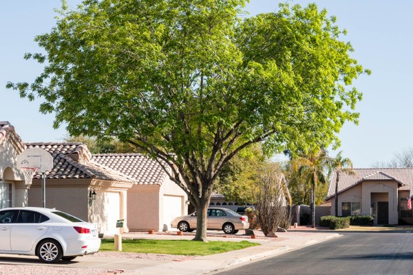 Towne Meadows, Gilbert AZ - Neighborhood Guide | Trulia
